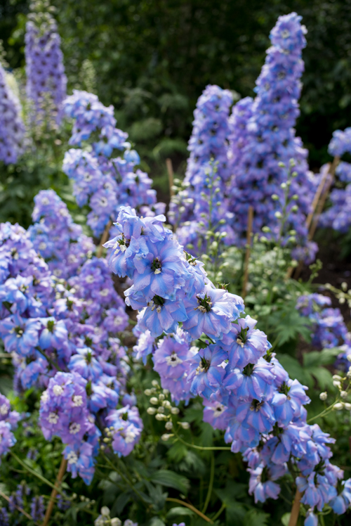 gal-meets-glam-london-roses-regents-park62 - Julia Berolzheimer