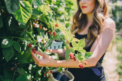 Berry Picking - Julia Berolzheimer