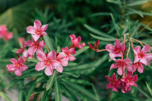 Our Full 5 Day Tulum Travel Guide - Julia Berolzheimer