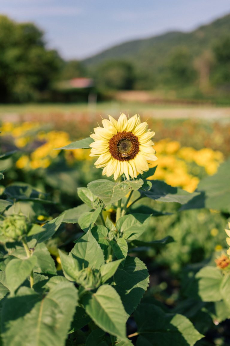 This Flower Farm Will Make You Want To Become A Flower Farmer - Julia ...