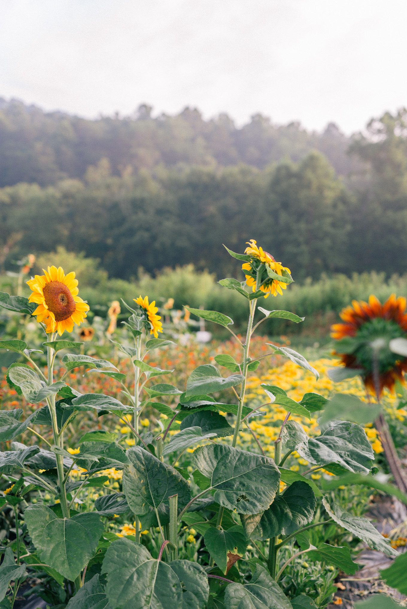 gmg-flourish-flower-farm-asheville-nc-1009846 - Julia Berolzheimer